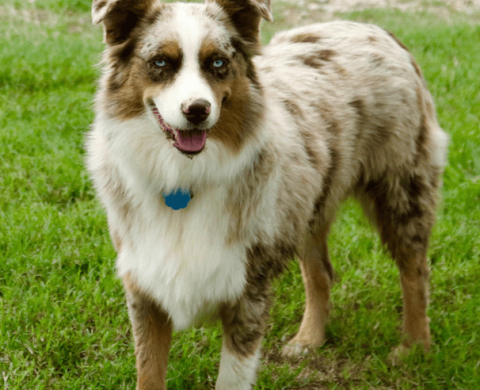 Bluebonnet Ridge Aussies | Australian Shepherd | Dallas, Texas