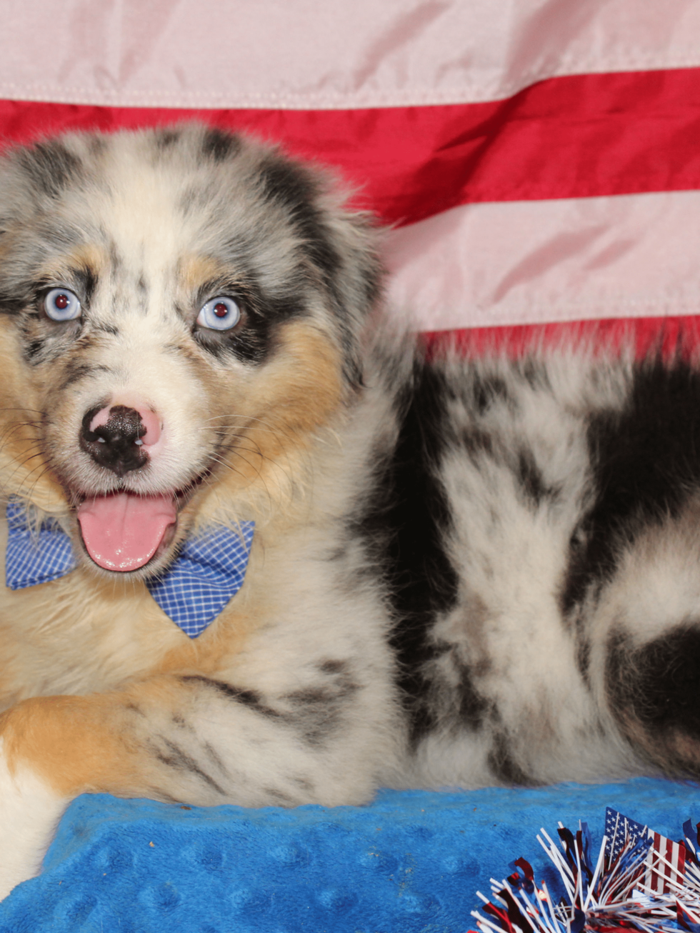 Bluebonnet Ridge Aussies | Australian Shepherd | Dallas, Texas