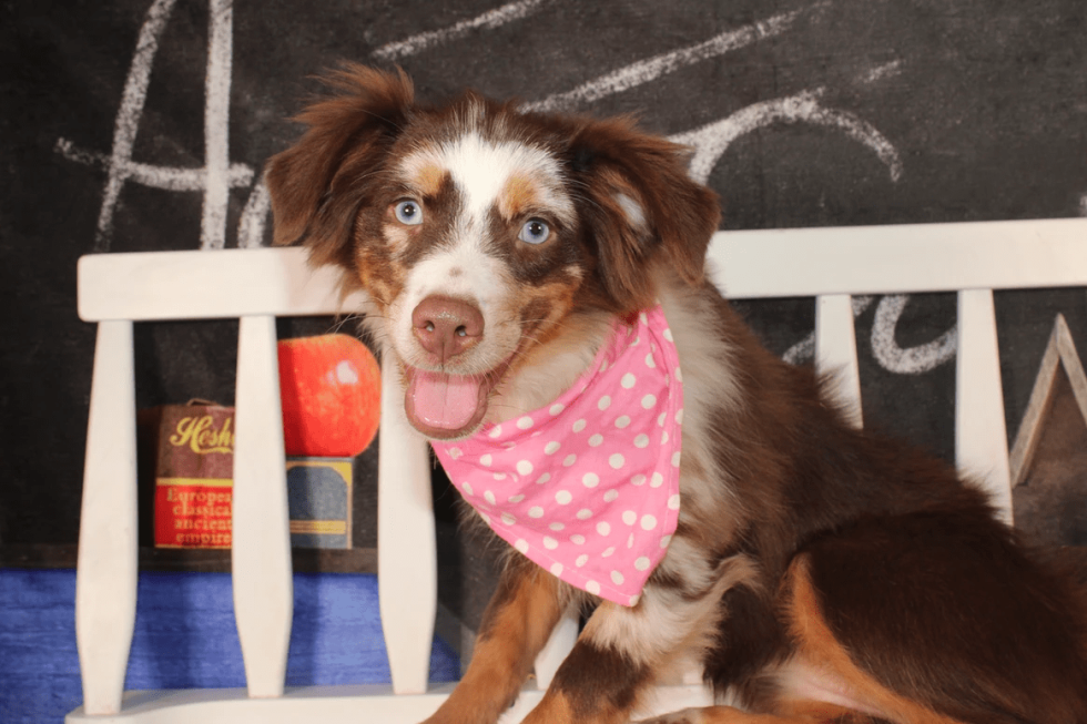 Bluebonnet Ridge Aussies | Australian Shepherd | Dallas, Texas