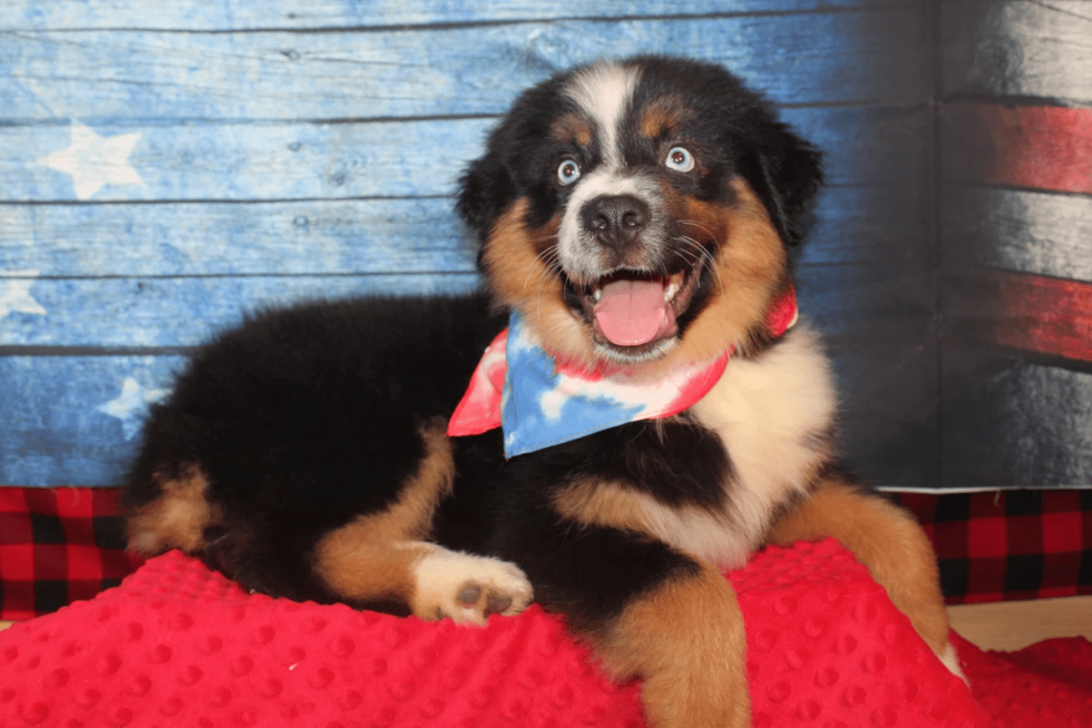 Bluebonnet Ridge Aussies | Australian Shepherd | Dallas, Texas