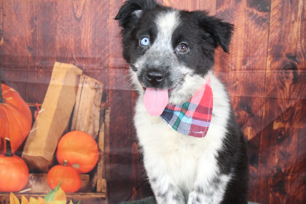 Bluebonnet Ridge Aussies | Australian Shepherd | Dallas, Texas