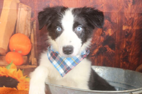 Bluebonnet Ridge Aussies | Australian Shepherd | Dallas, Texas