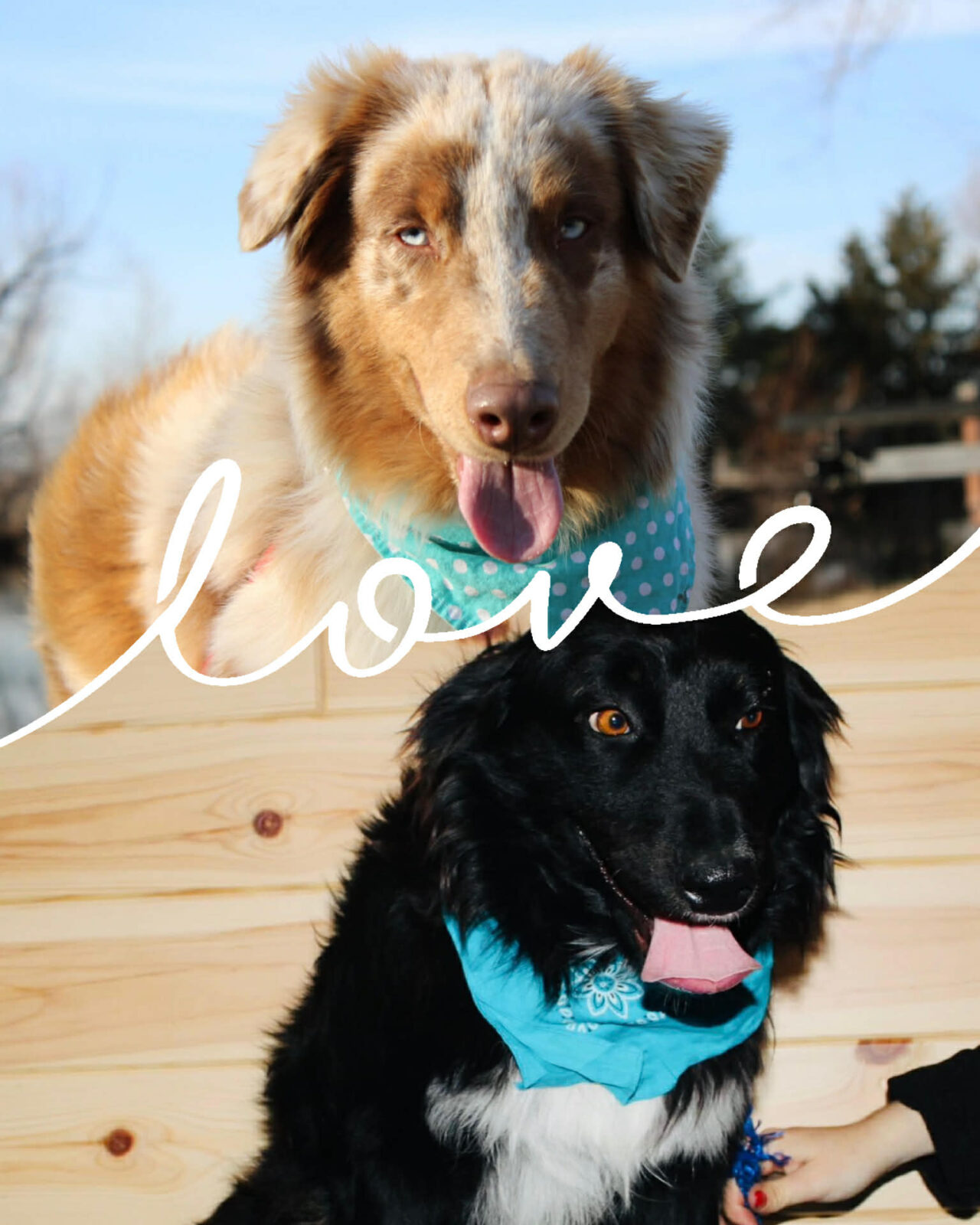 Standard Puppies | Bluebonnet Ridge Aussies